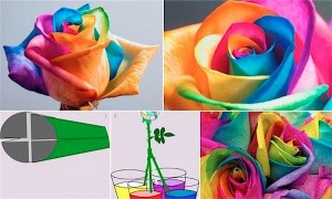 Rainbow roses for Valentine's Day :: Perfect science craft for kids ...