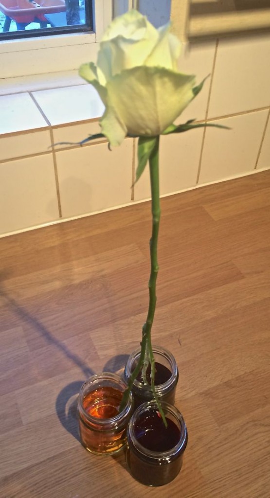 Rainbow roses for Valentine's Day :: Perfect science craft for kids ...